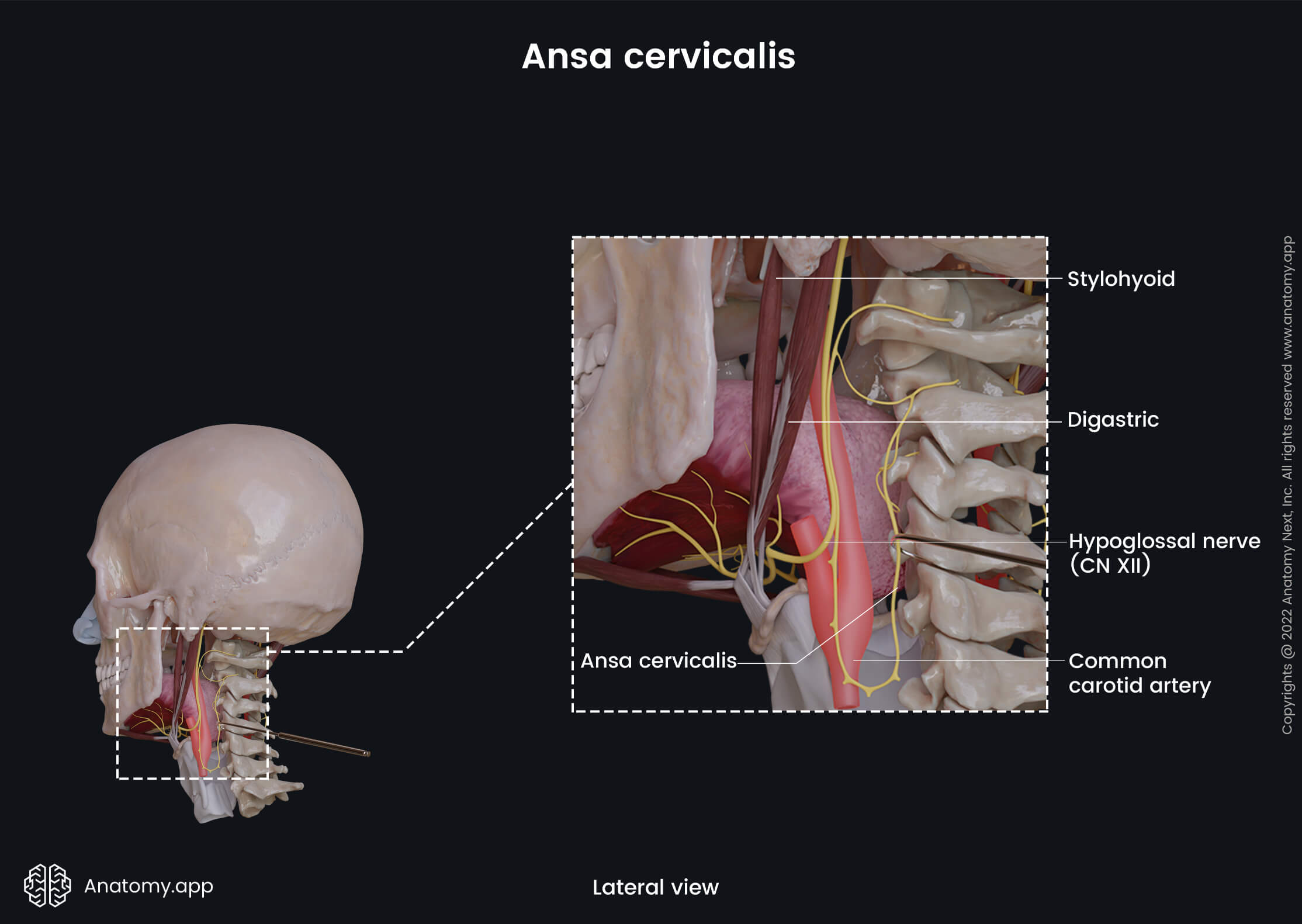 Ansa cervicalis | Anatomy.app