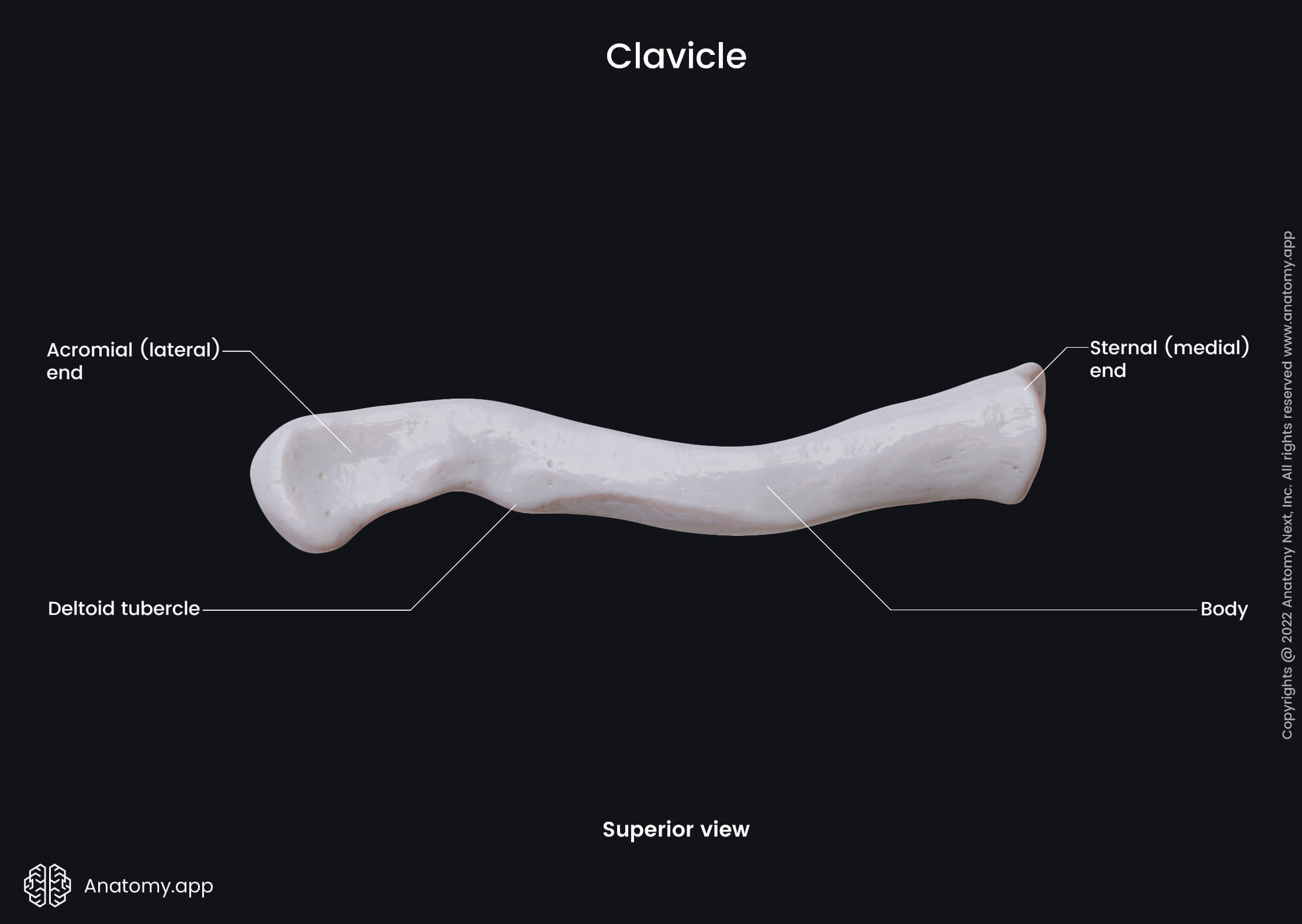 Clavicle | Encyclopedia | Anatomy.app | Learn anatomy | 3D models ...