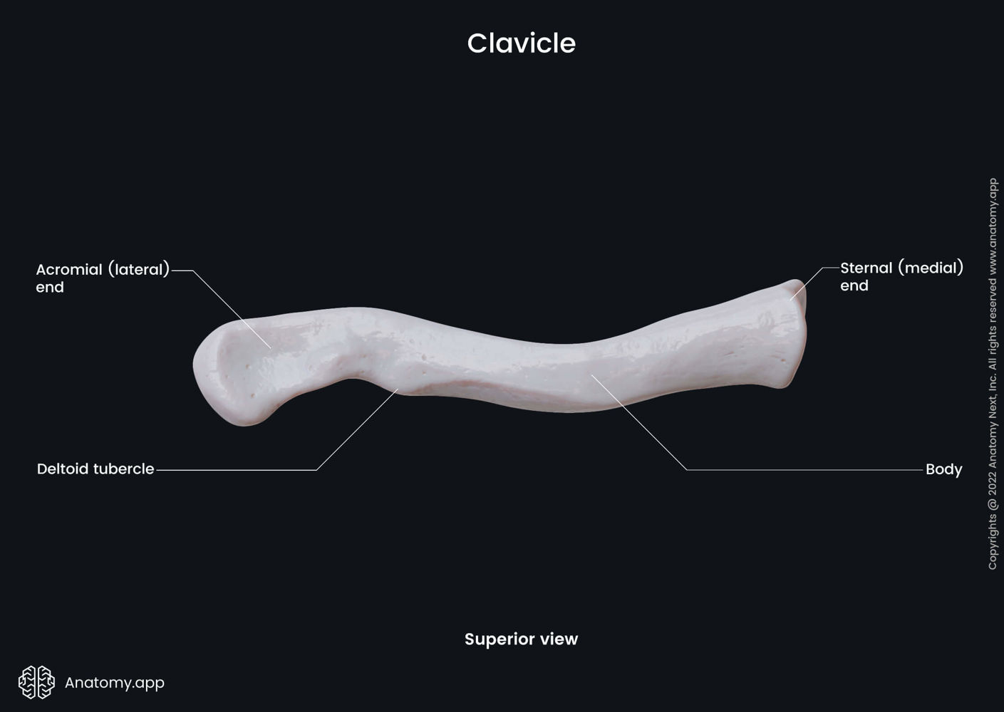 Clavicle | Anatomy.app