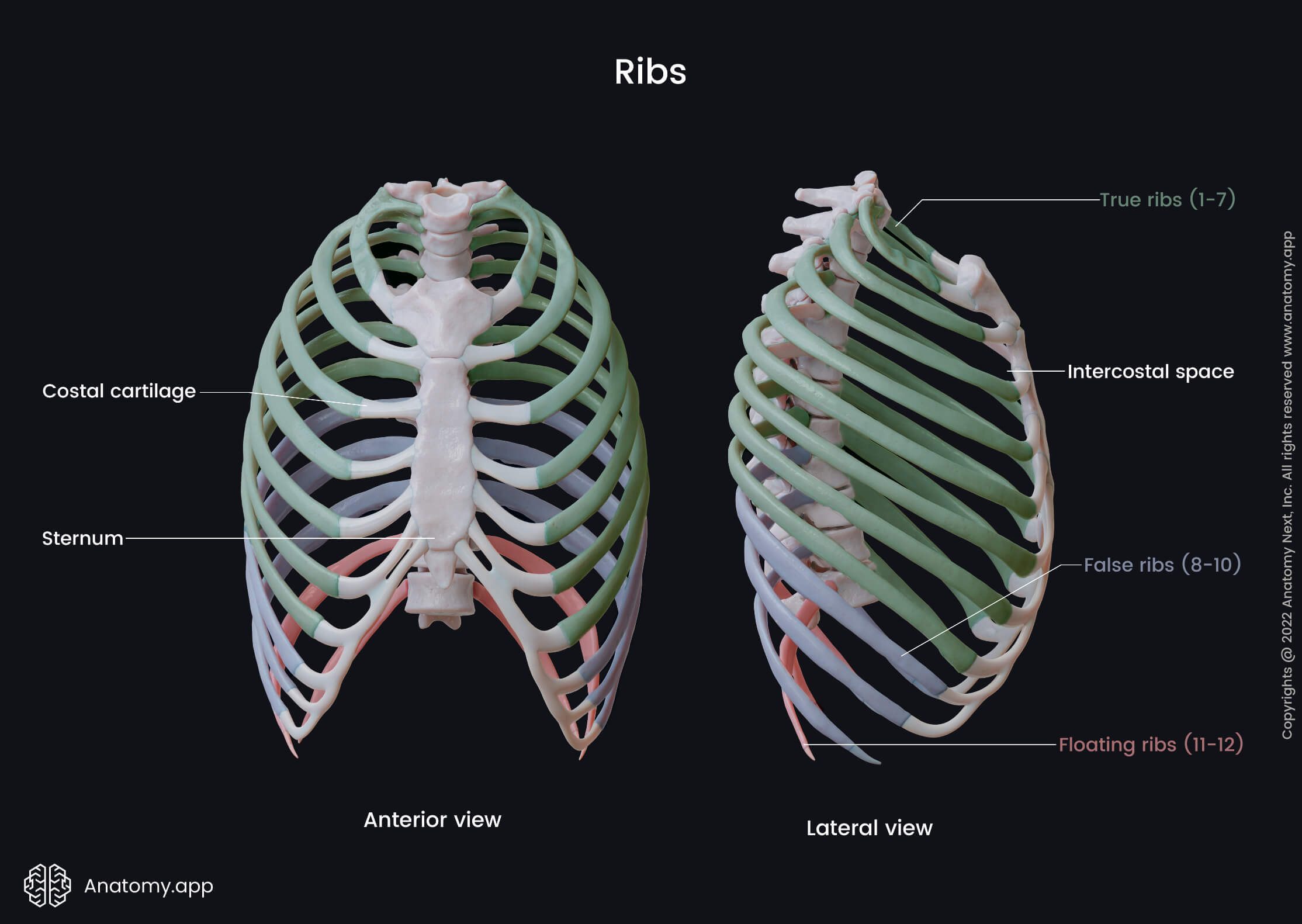 Ribs | Encyclopedia | Anatomy.app | Learn anatomy | 3D models, articles ...