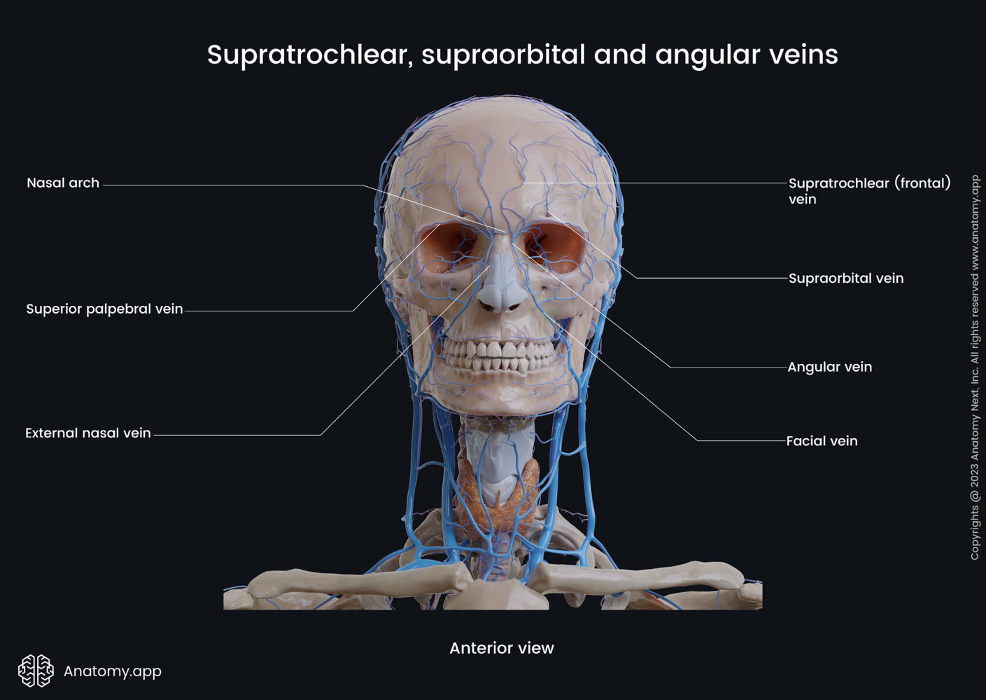 Angular vein | Anatomy.app