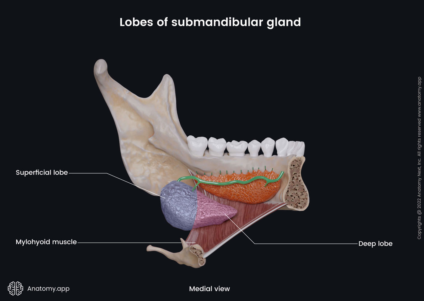 Salivary glands | Anatomy.app