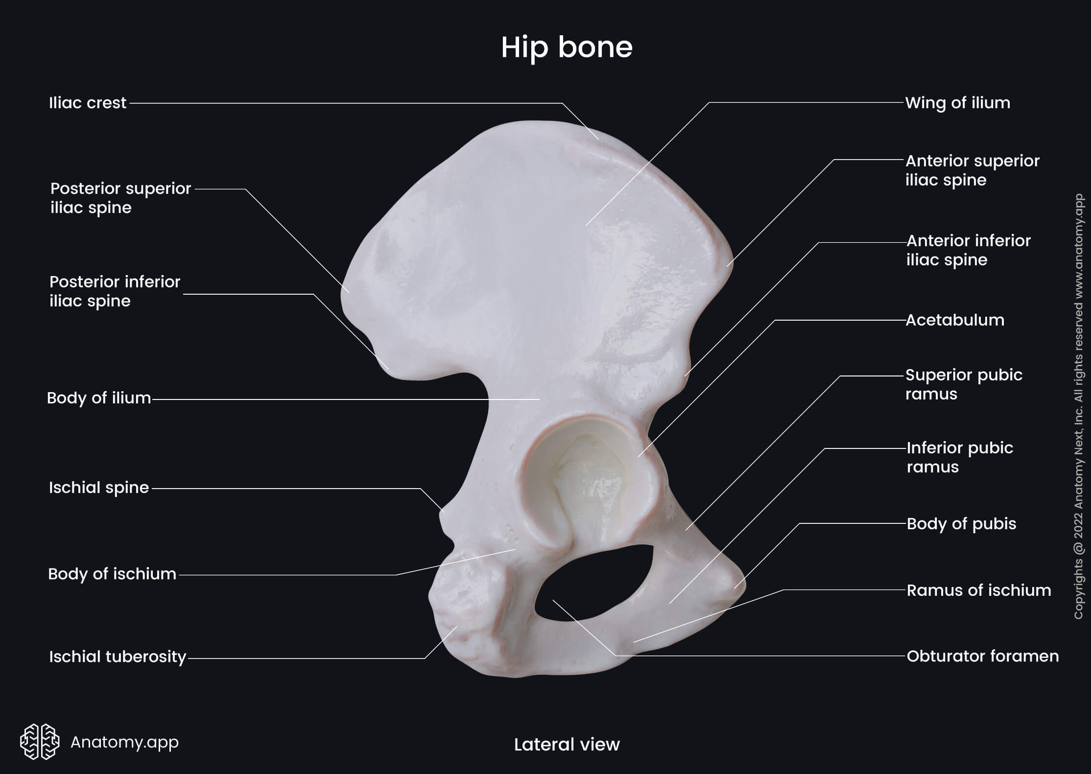 Hip bone | Encyclopedia | Anatomy.app | Learn anatomy | 3D models ...