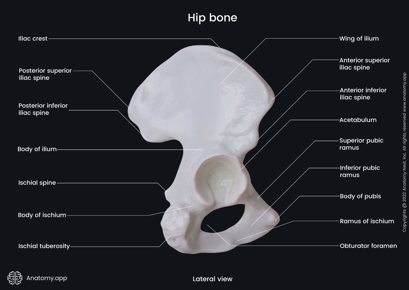 Hip bone | Anatomy.app