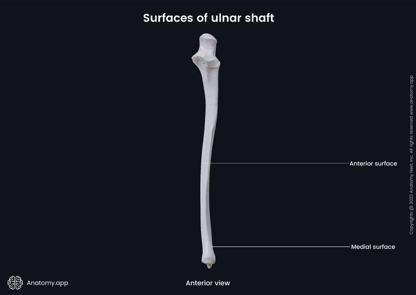 Ulna | Anatomy.app