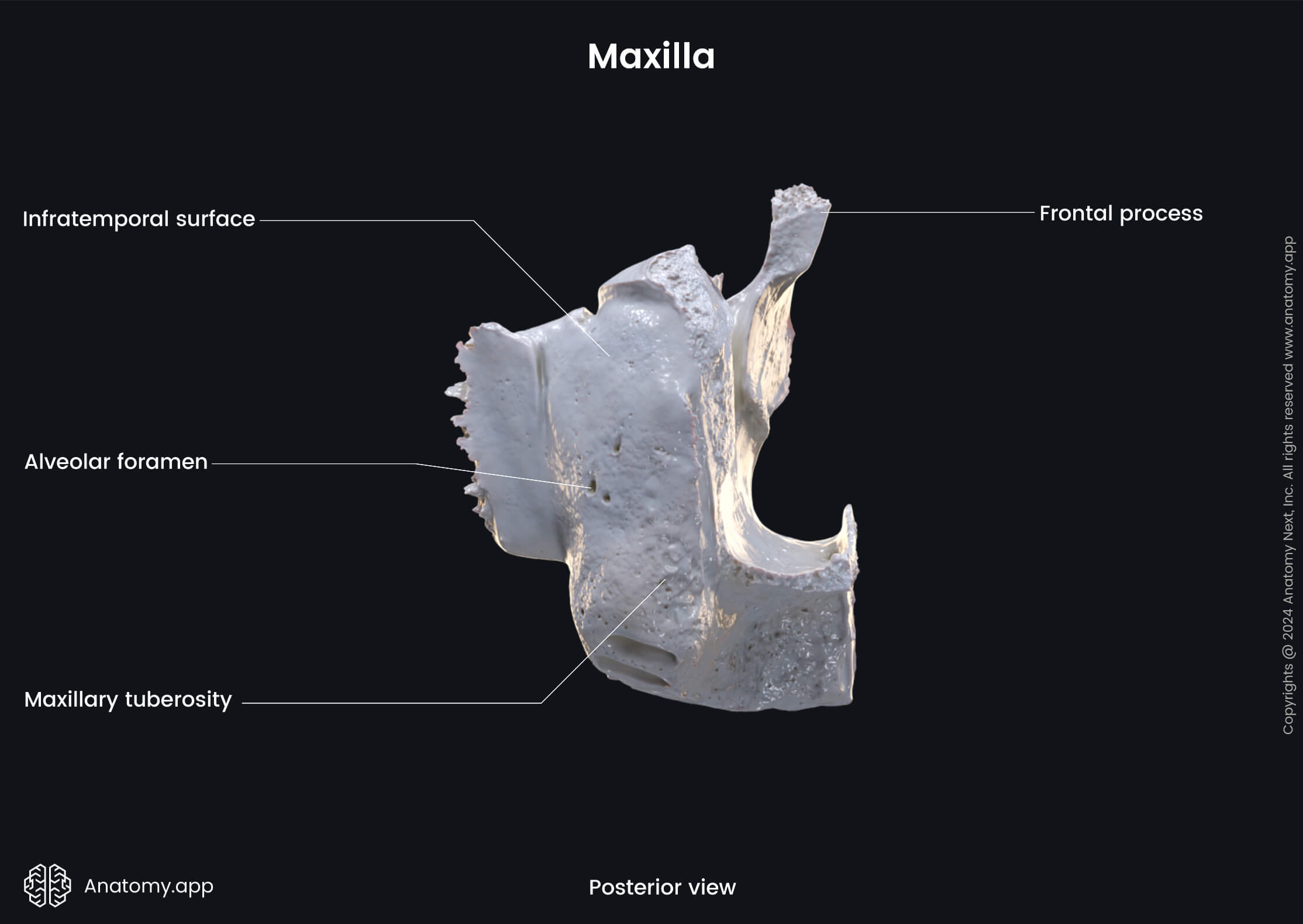 Maxilla | Encyclopedia | Anatomy.app | Learn anatomy | 3D models ...