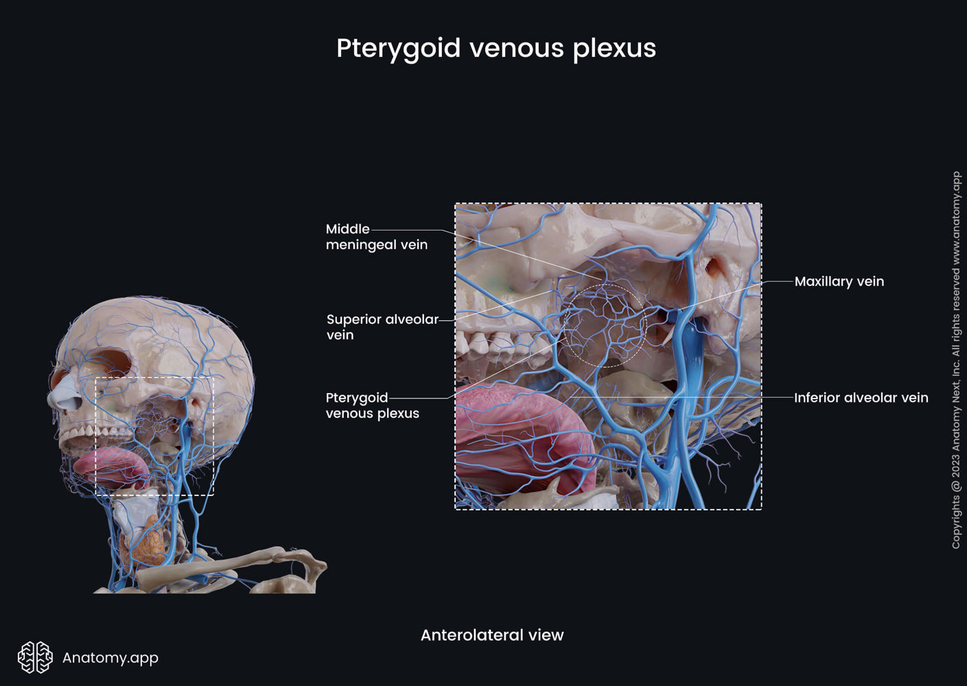 Pterygoid venous plexus | Anatomy.app
