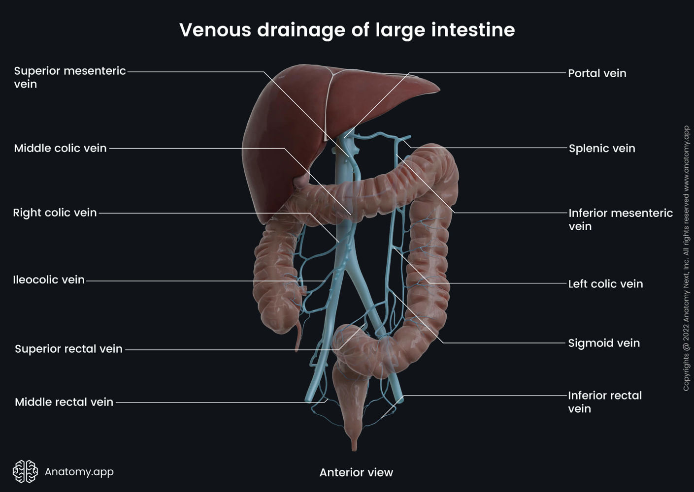 Colon | Anatomy.app