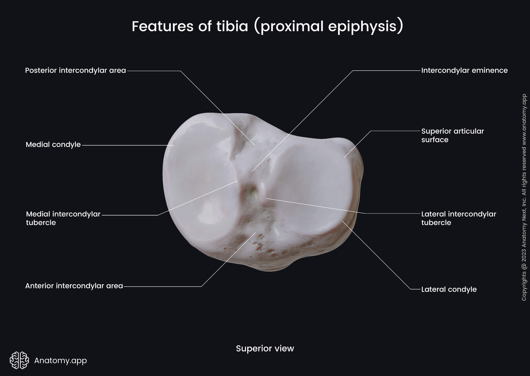 Tibia | Encyclopedia | Anatomy.app | Learn anatomy | 3D models, articles, and quizzes