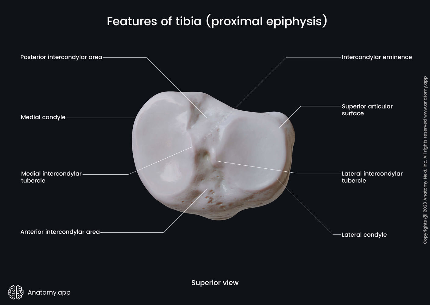 Tibia | Anatomy.app