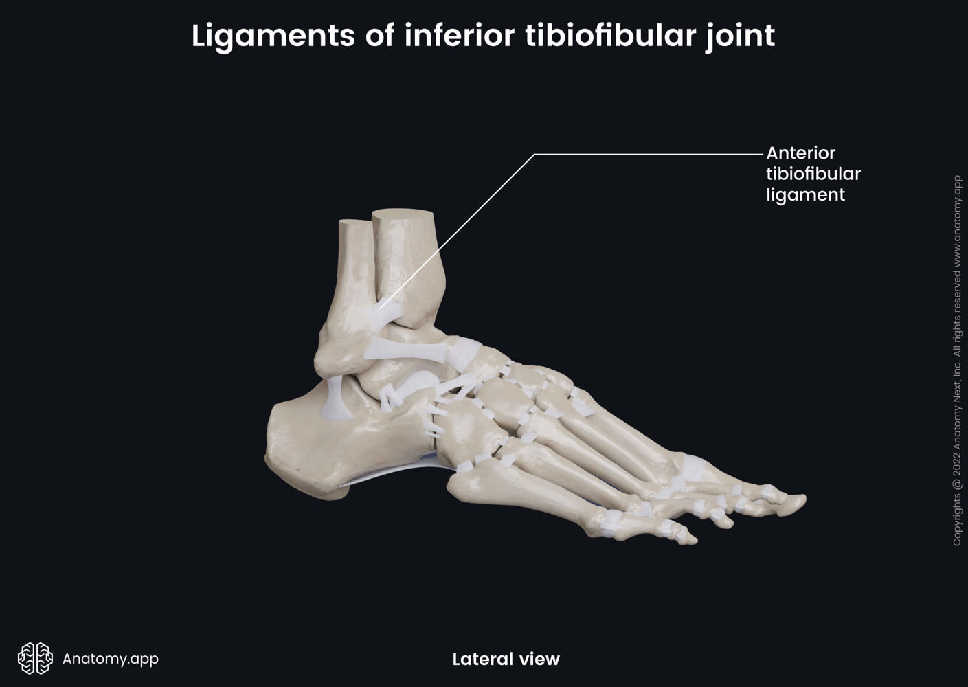 Inferior tibiofibular joint | Anatomy.app
