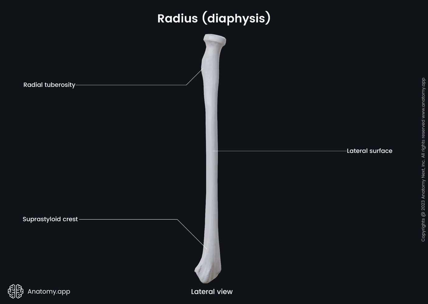 Radius | Anatomy.app