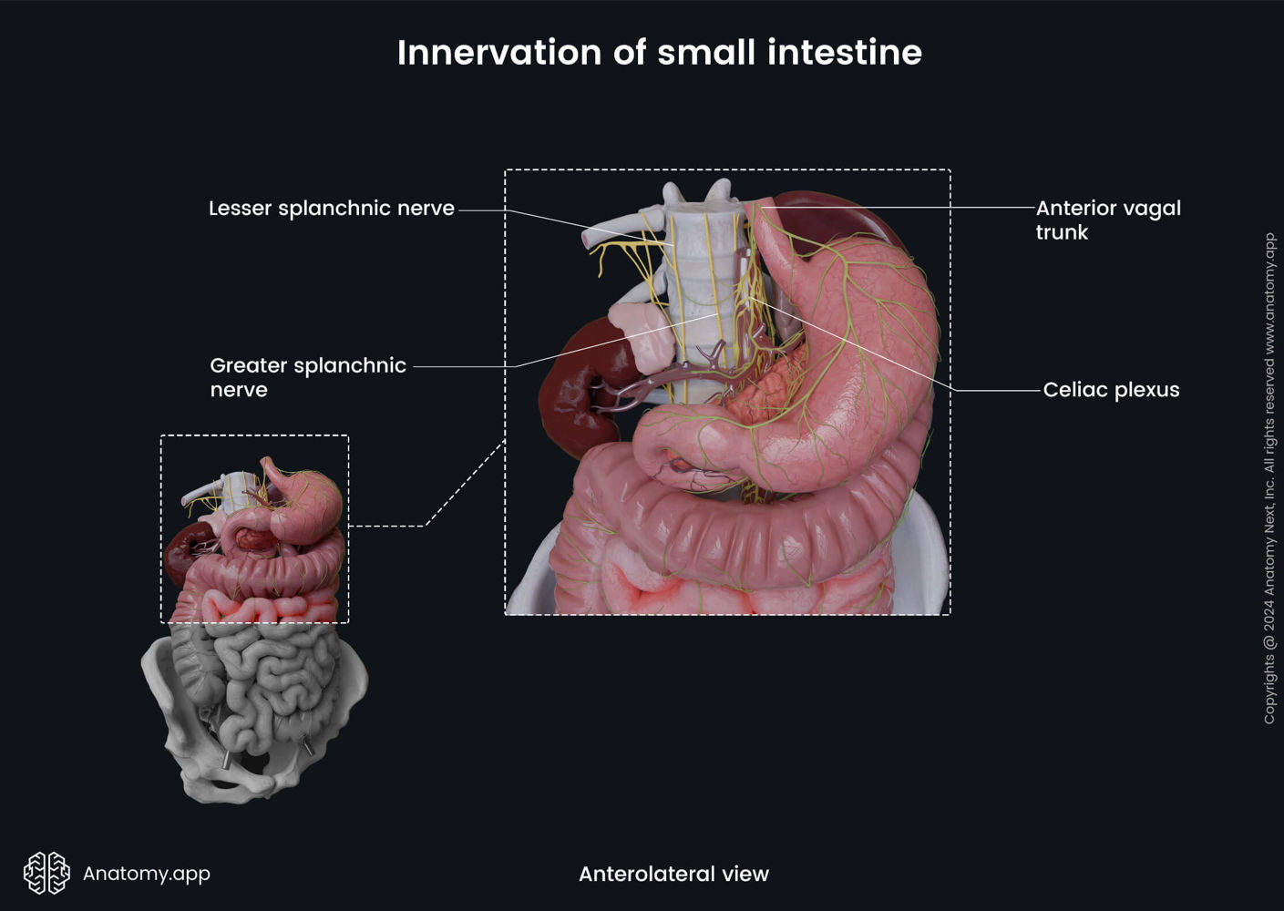 Small intestine | Anatomy.app