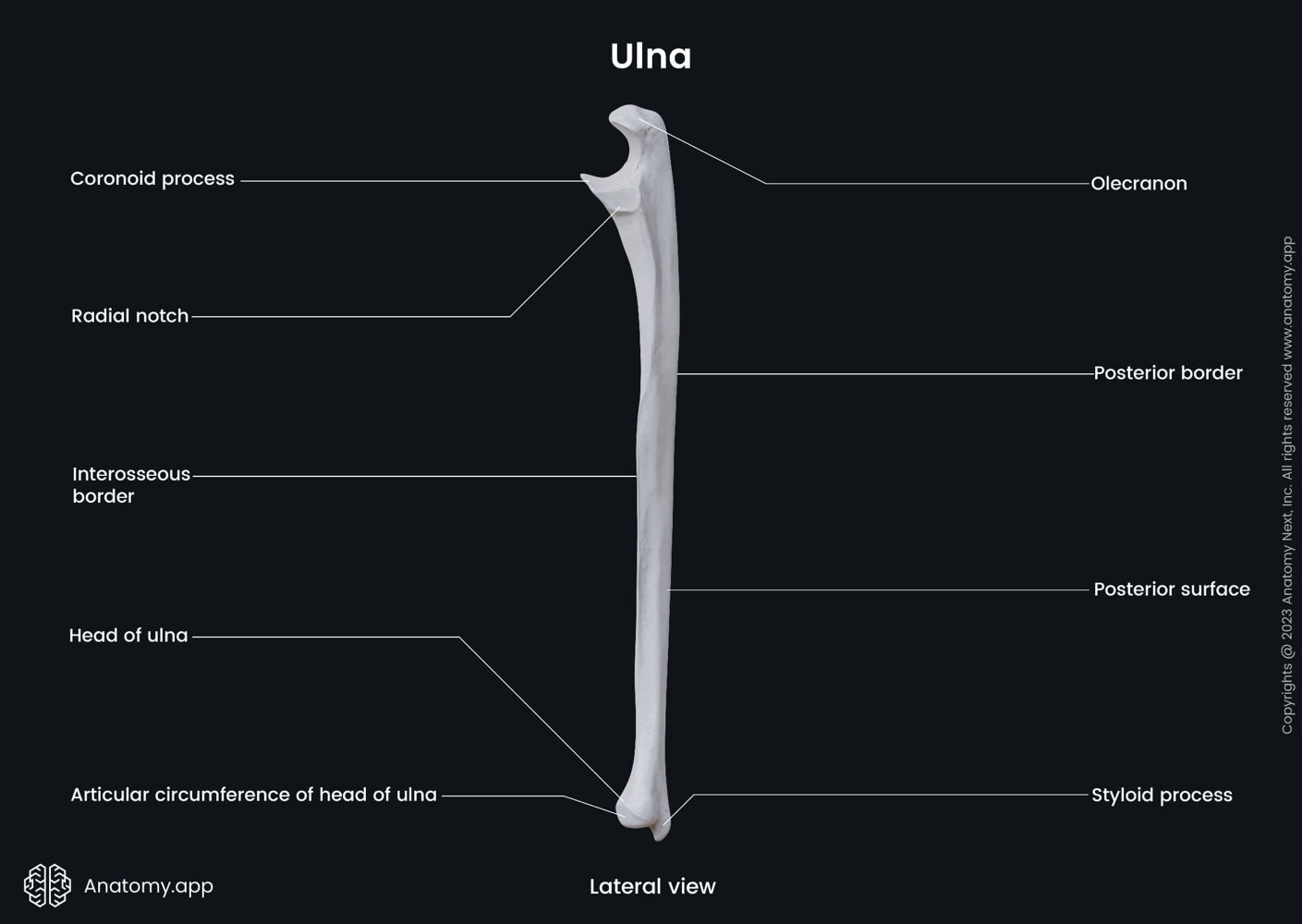 Ulna | Anatomy.app