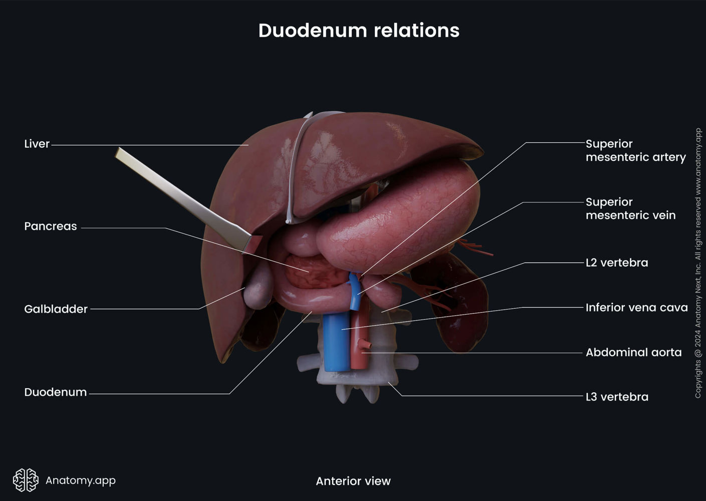 Duodenum | Anatomy.app