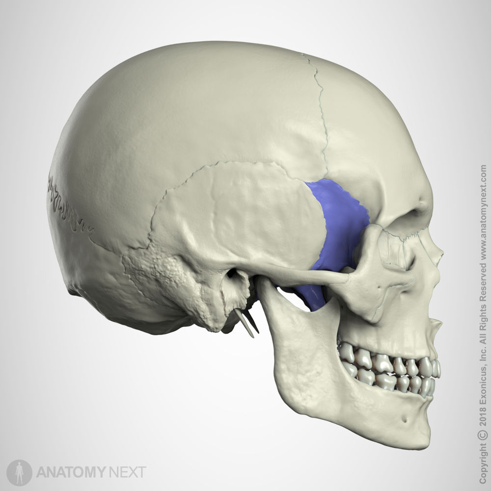 Sphenoid bone | Anatomy.app