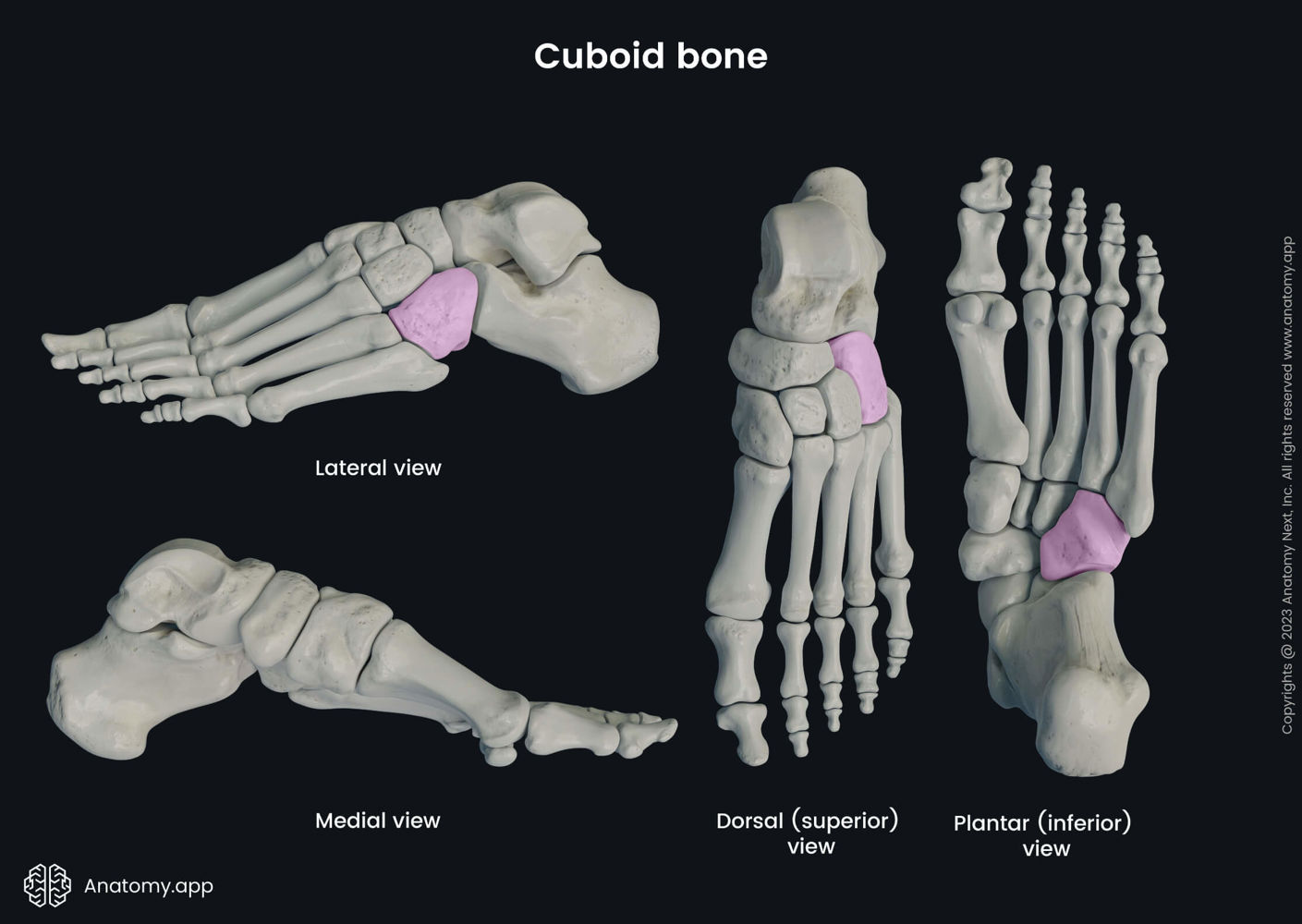 Cuboid bone | Anatomy.app