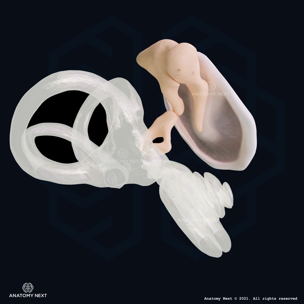 Tympanic membrane | Anatomy.app