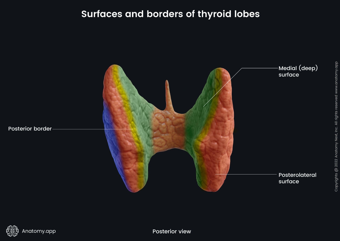 Thyroid gland | Anatomy.app