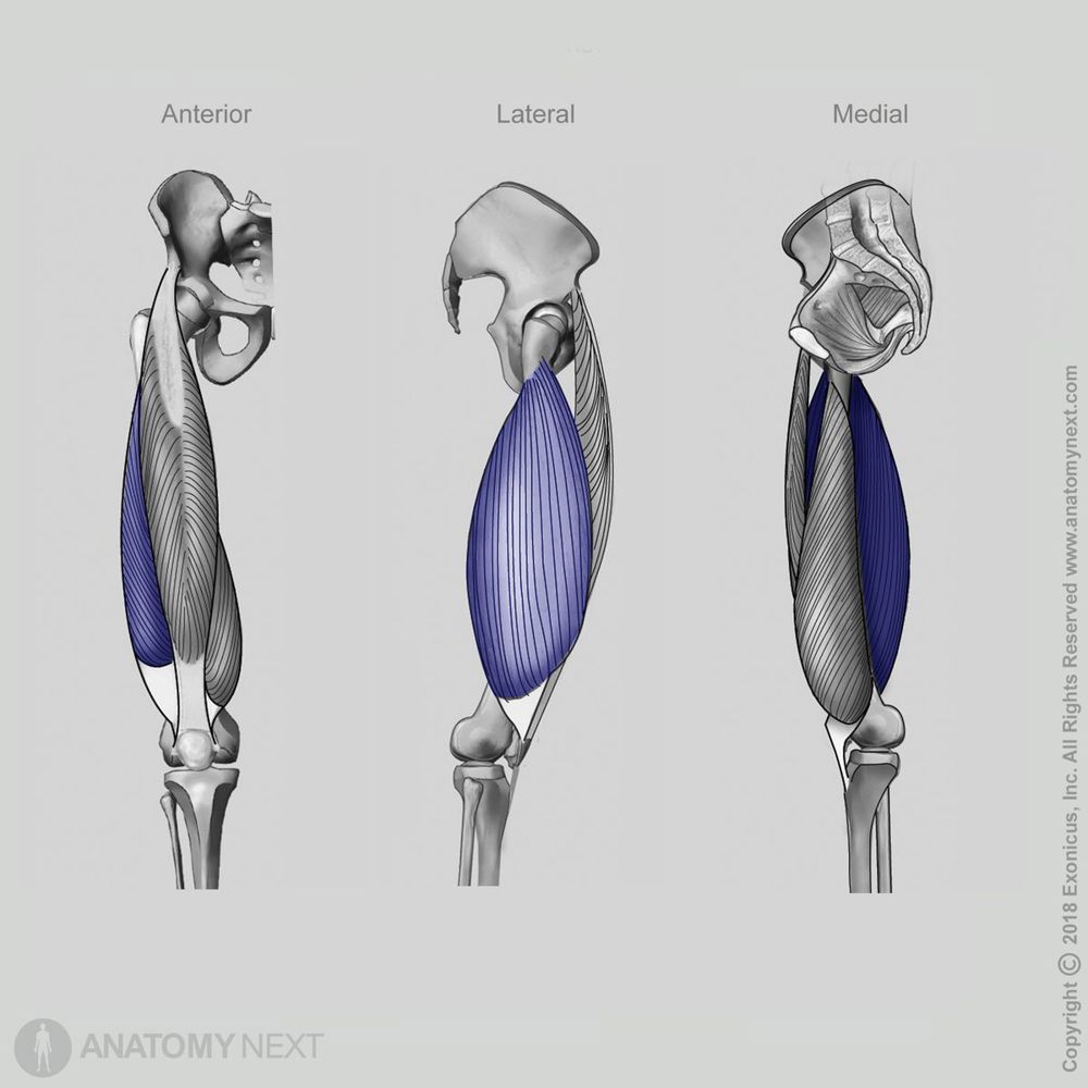 Vastus lateralis | Anatomy.app