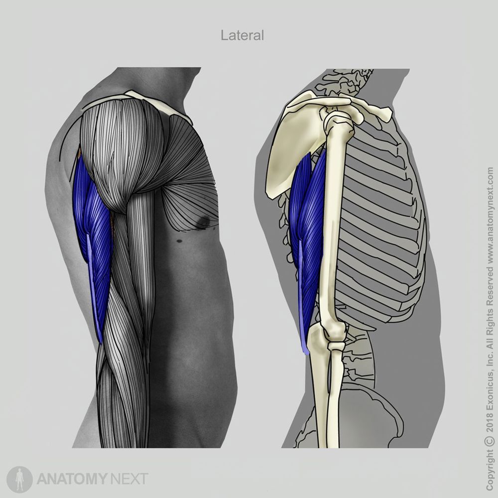 Triceps brachii | Anatomy.app