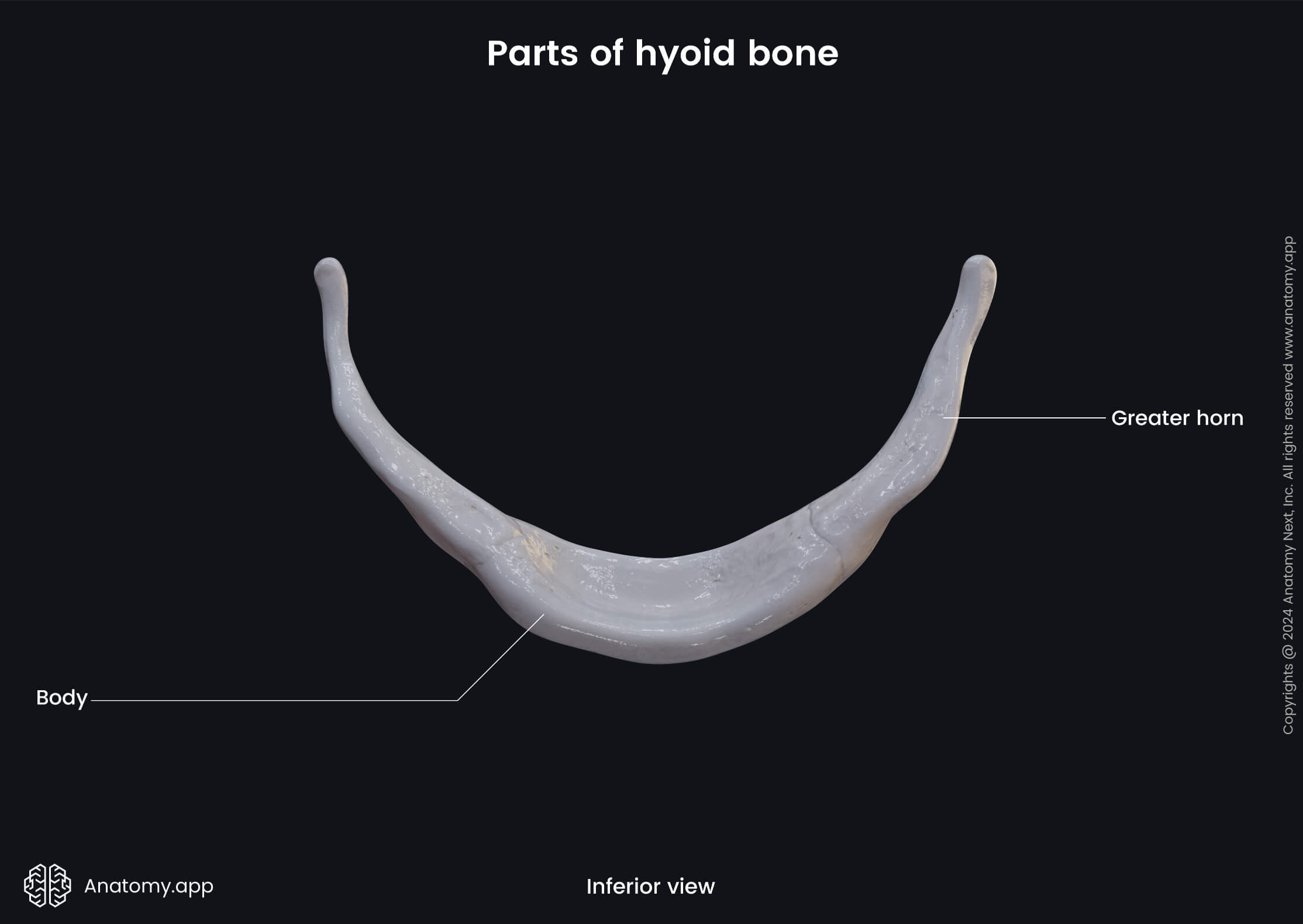 Hyoid bone | Encyclopedia | Anatomy.app | Learn anatomy | 3D models ...