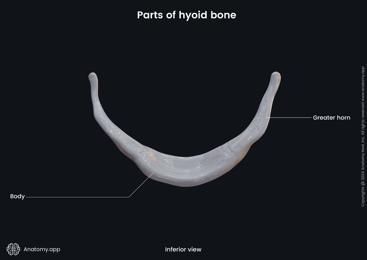 Hyoid bone | Anatomy.app