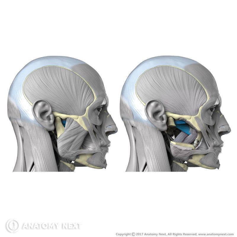 Lateral pterygoid | Anatomy.app