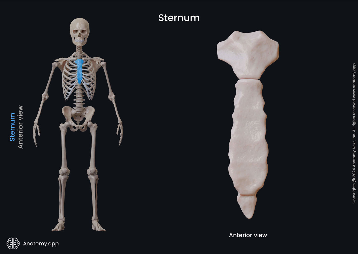 Sternum | Anatomy.app