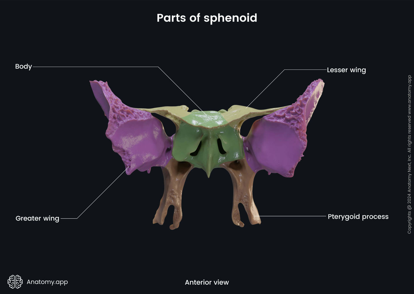 Sphenoid bone | Anatomy.app