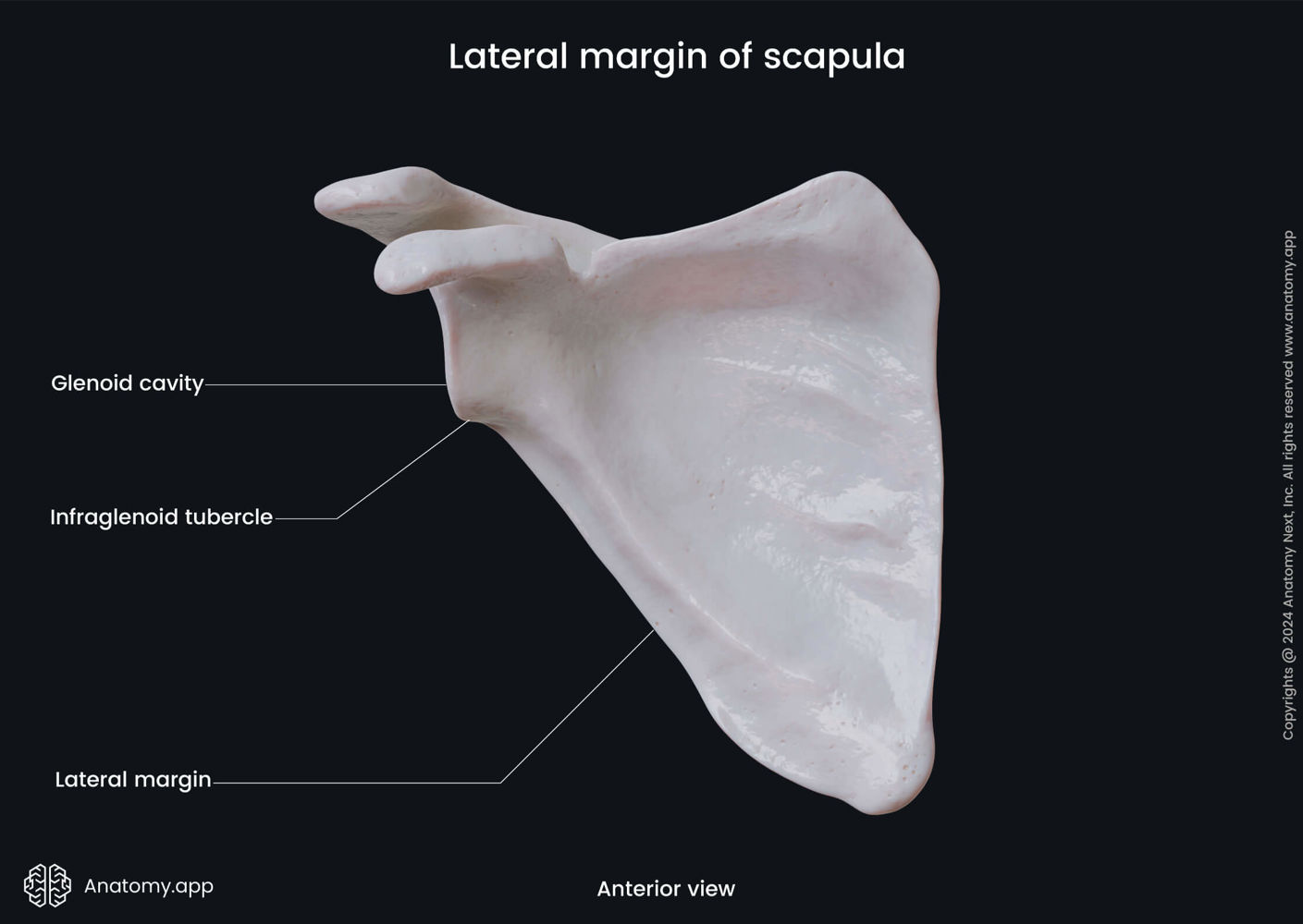 Scapula | Anatomy.app