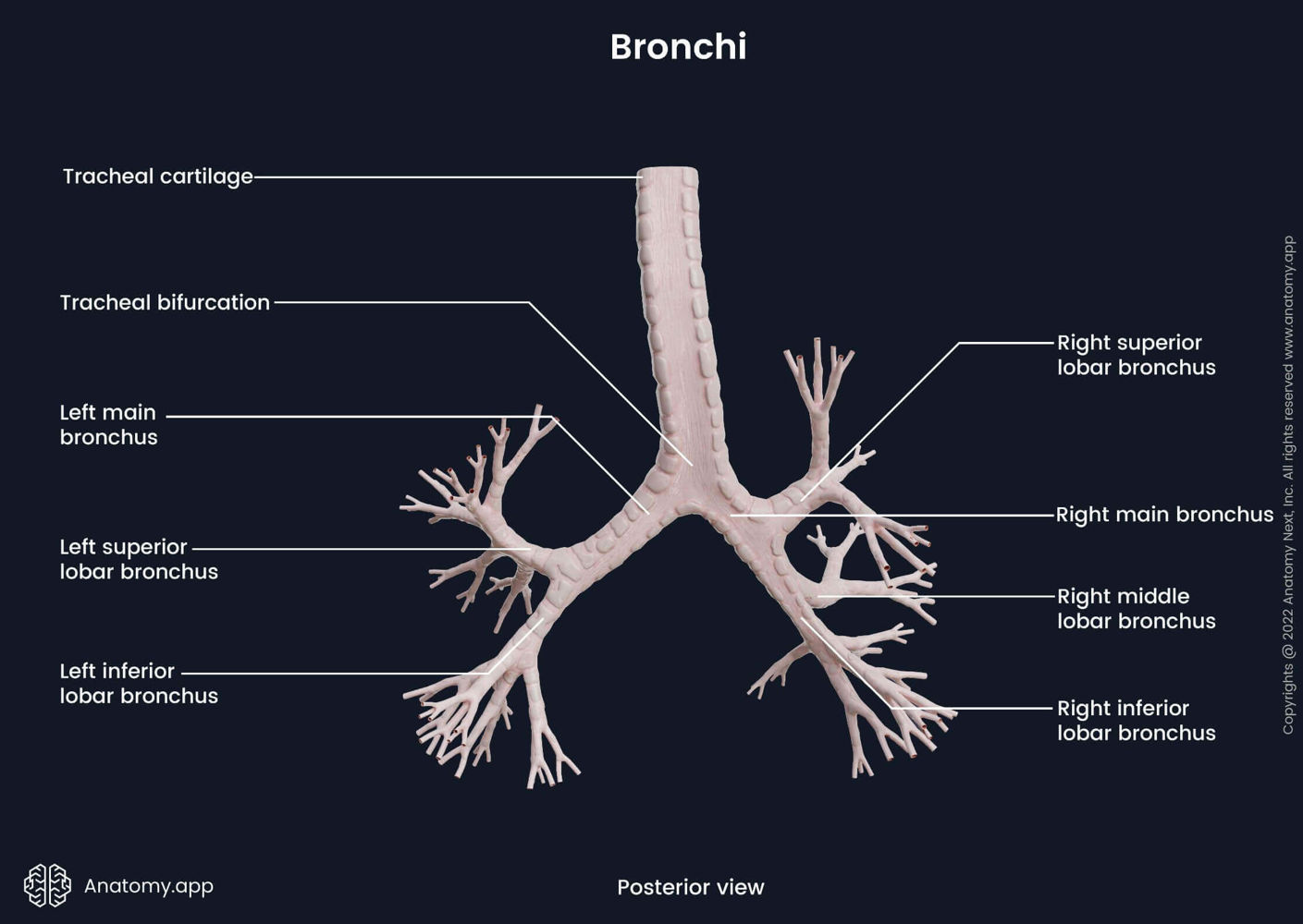 Anatomy Of The Lungs Bronchi