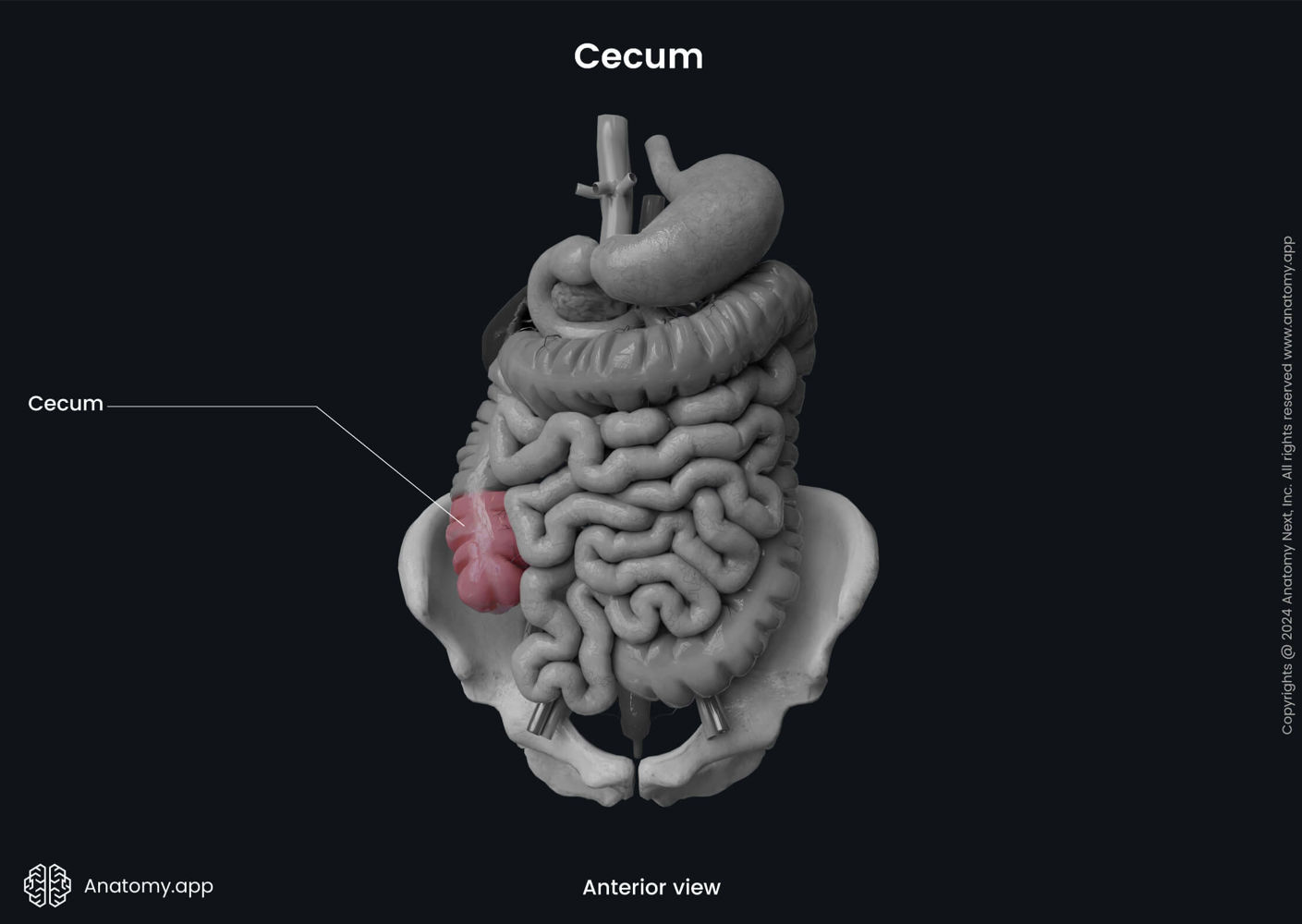 Cecum and vermiform appendix | Anatomy.app