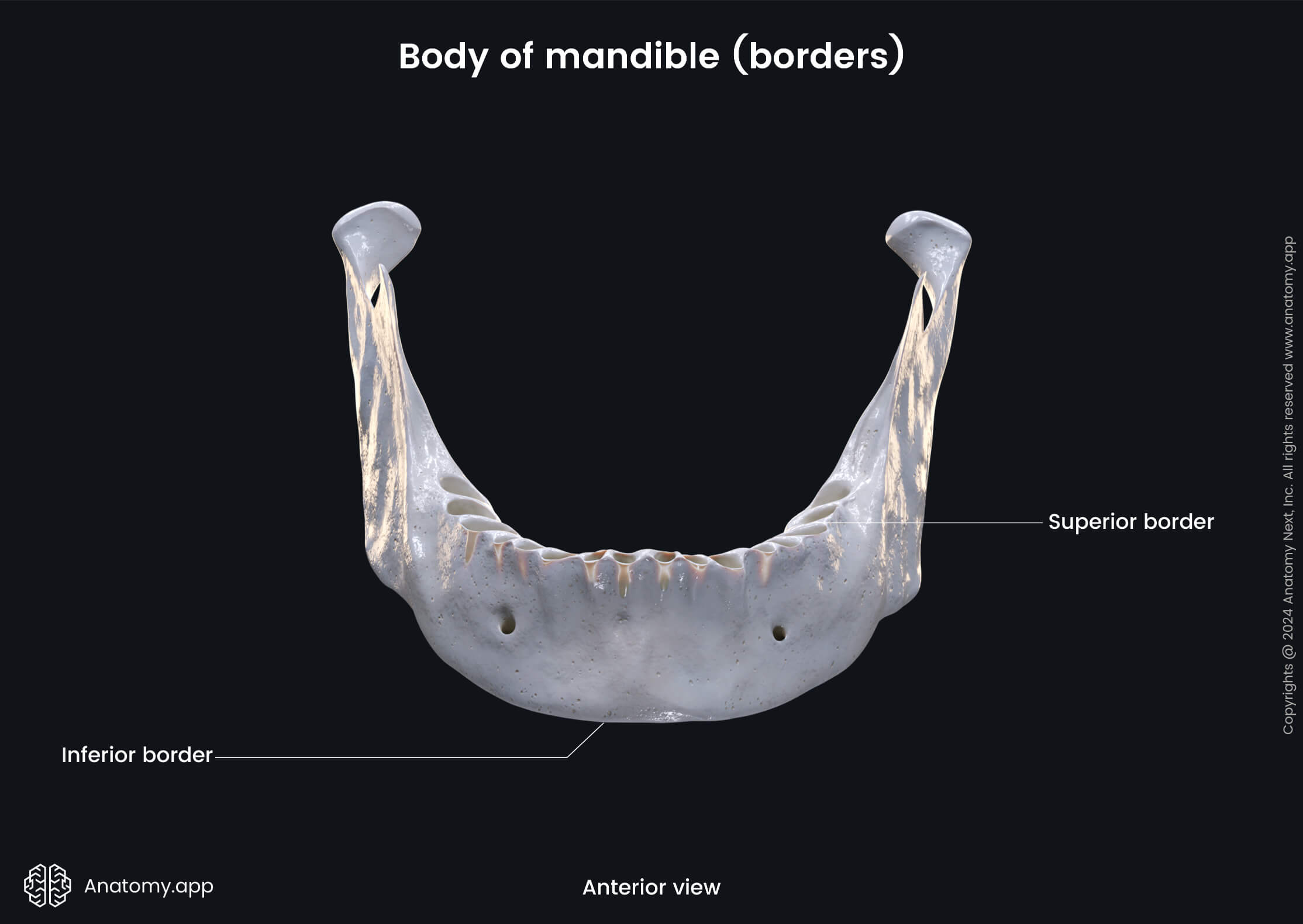 Mandible | Encyclopedia | Anatomy.app | Learn anatomy | 3D models ...