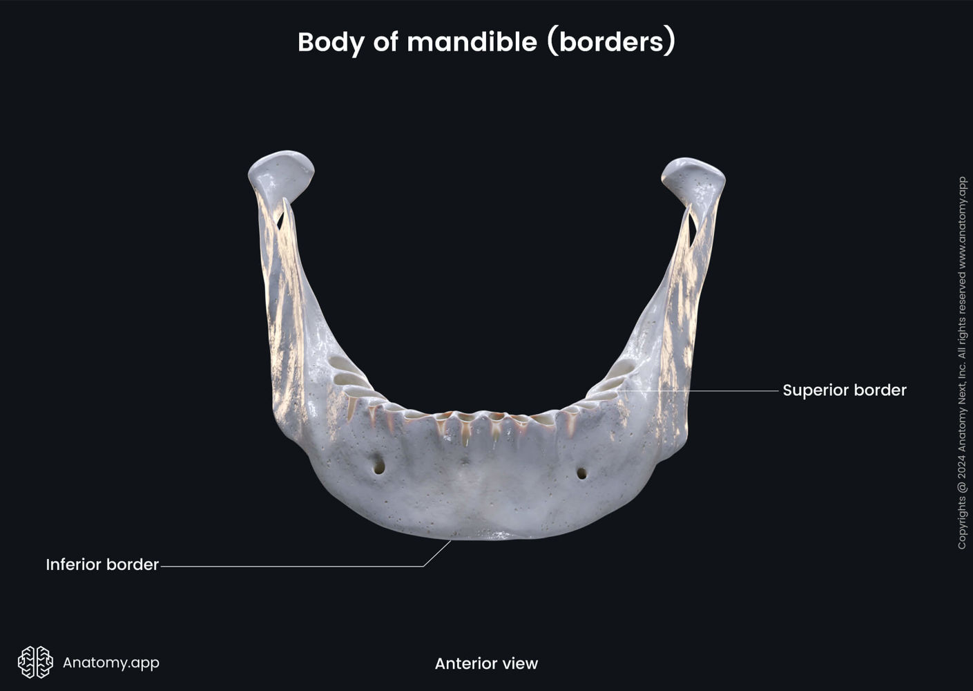 Mandible | Anatomy.app