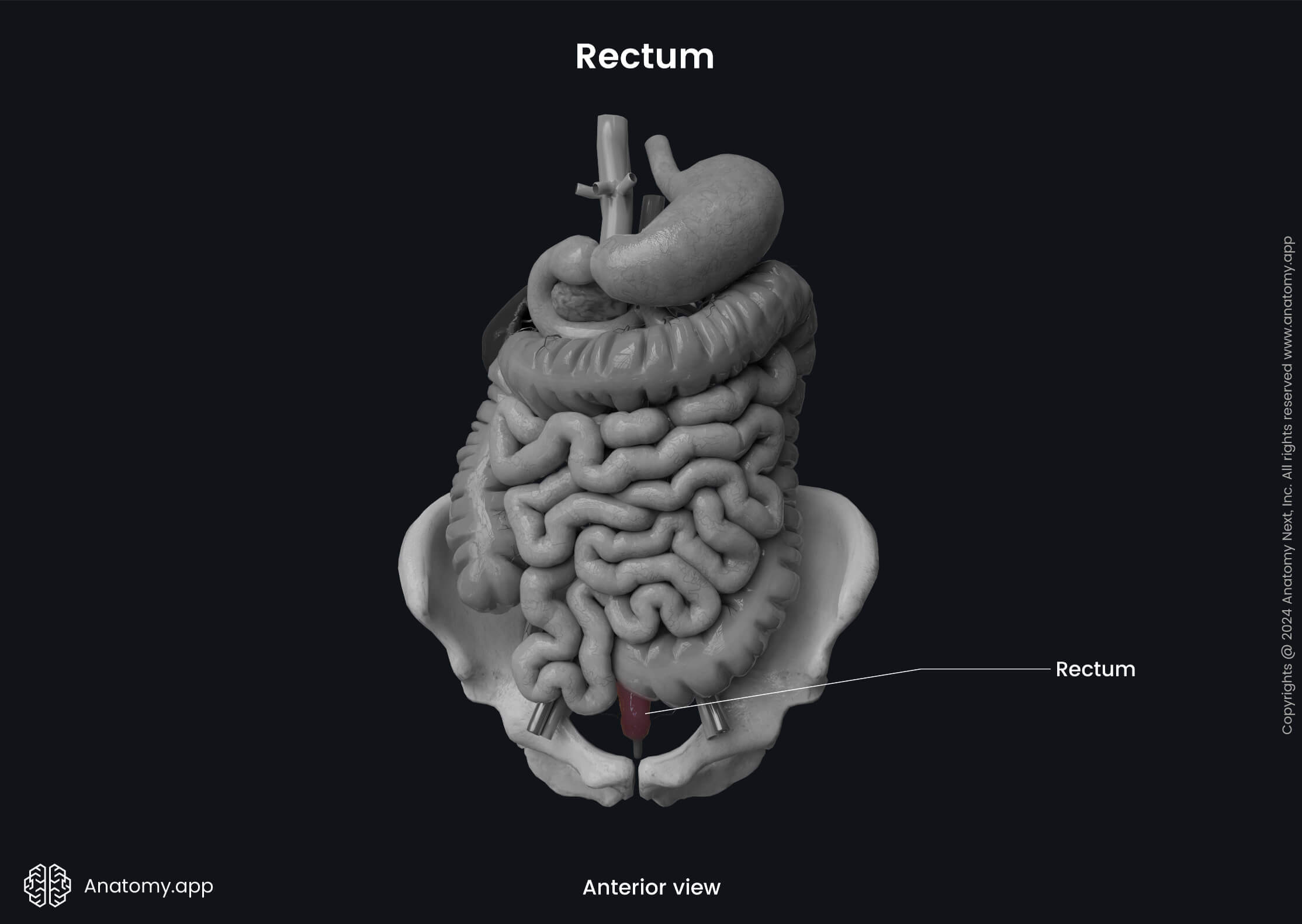 Rectum | Encyclopedia | Anatomy.app | Learn anatomy | 3D models, articles, and quizzes