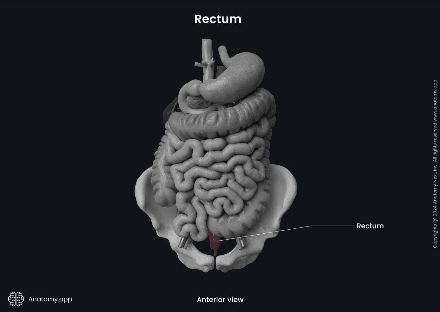 Rectum | Anatomy.app