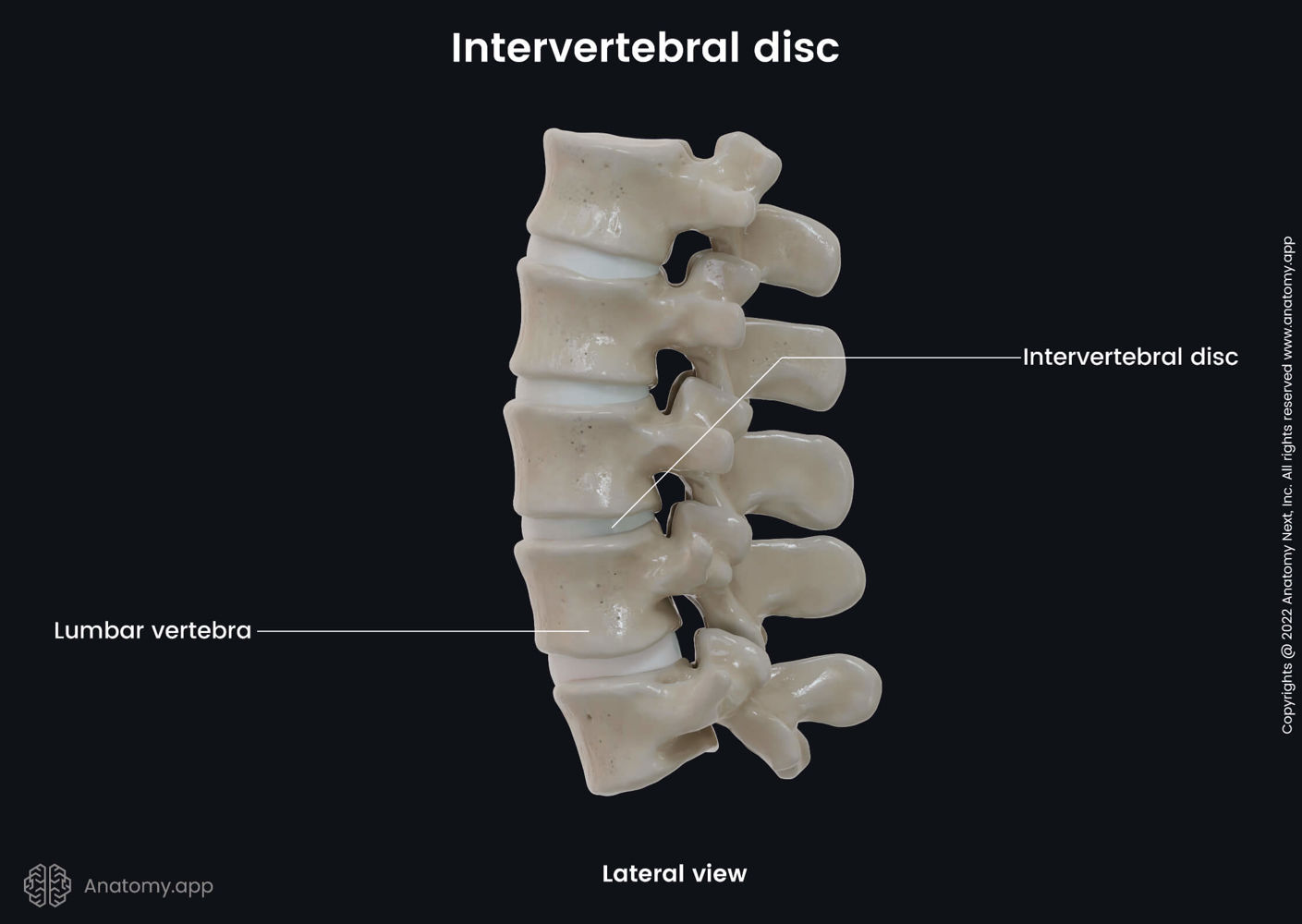 Intervertebral discs | Anatomy.app