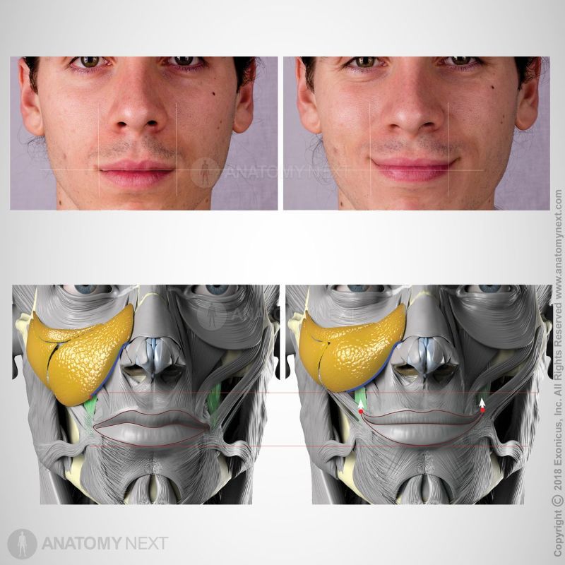 Levator Anguli Oris Muscle Facial Muscles Anatomy, Origin,