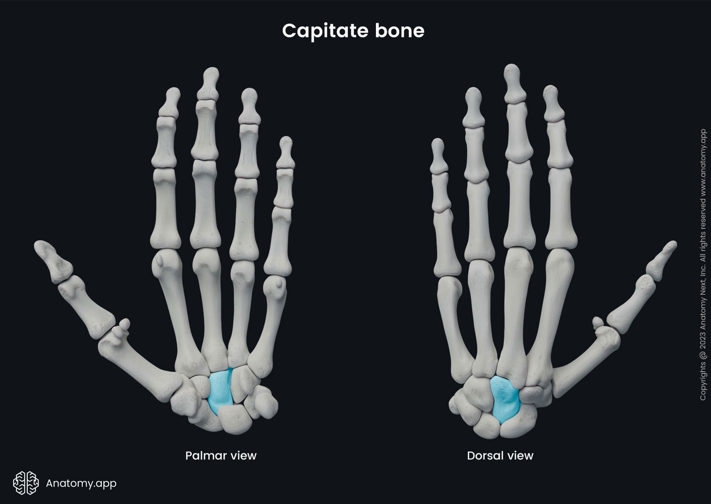 Carpal bones | Anatomy.app