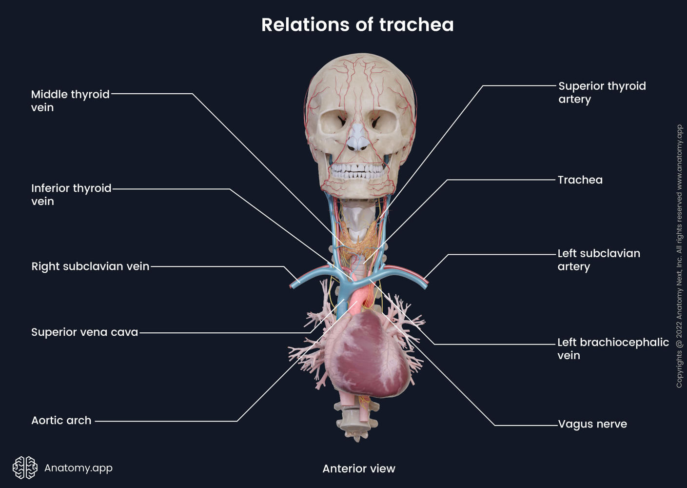 Trachea | Anatomy.app