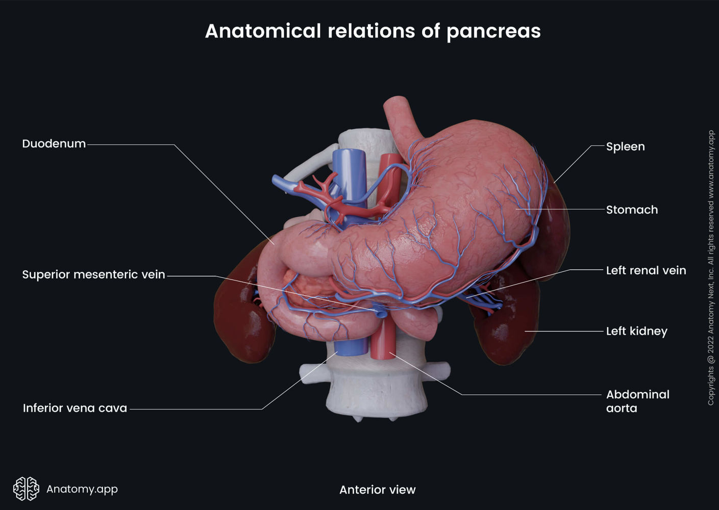 Pancreas | Anatomy.app