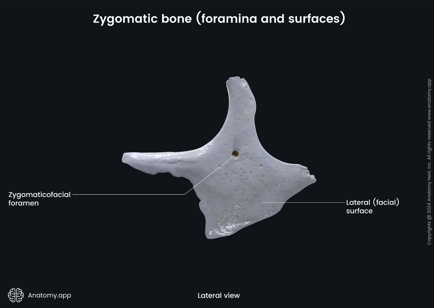 Zygomatic bone | Anatomy.app