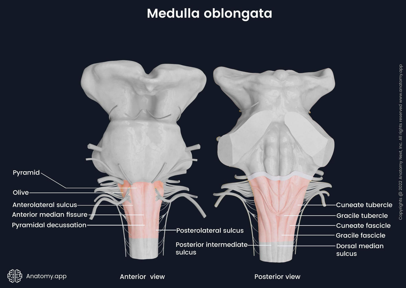 Brainstem | Anatomy.app