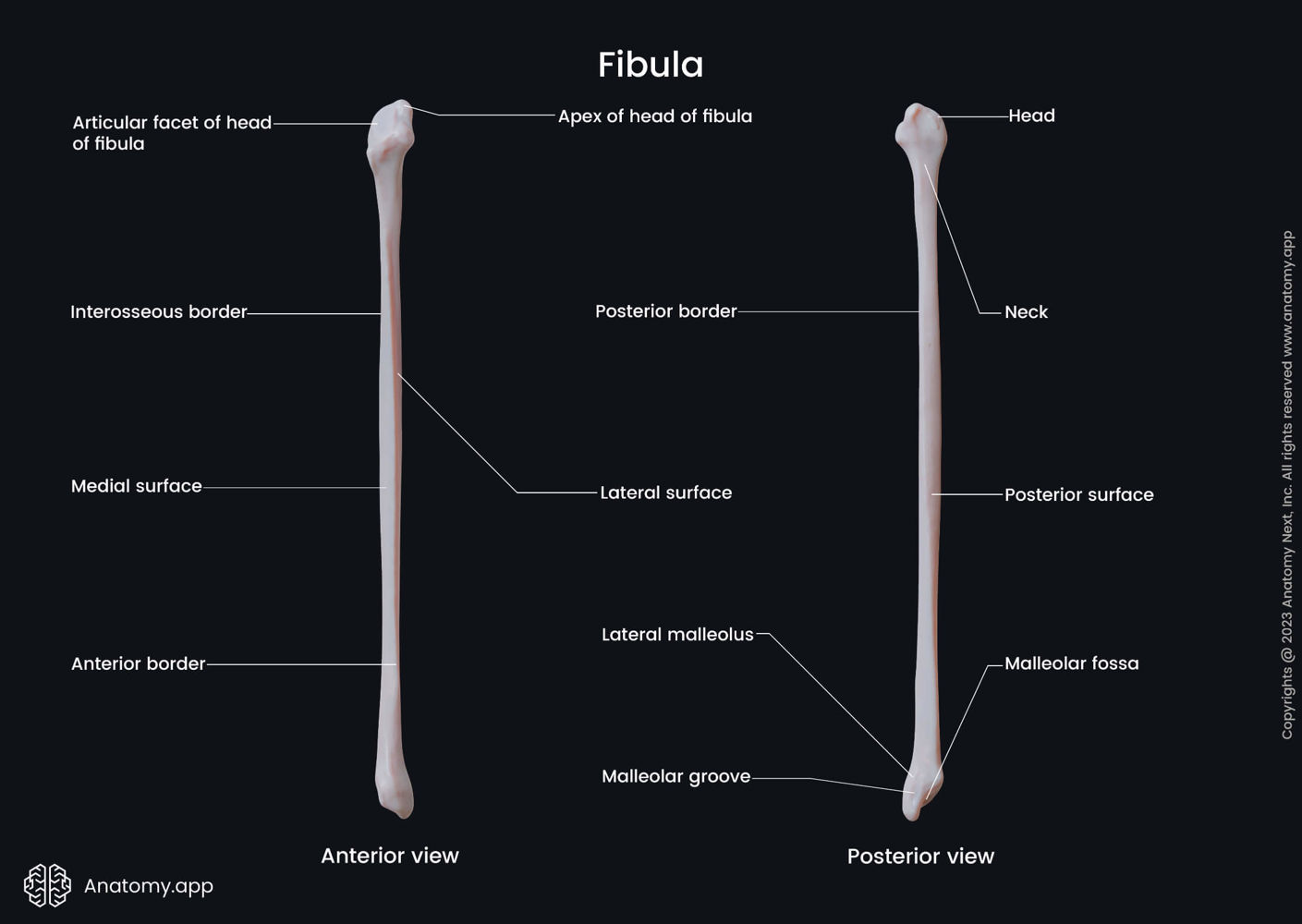 Fibula | Anatomy.app