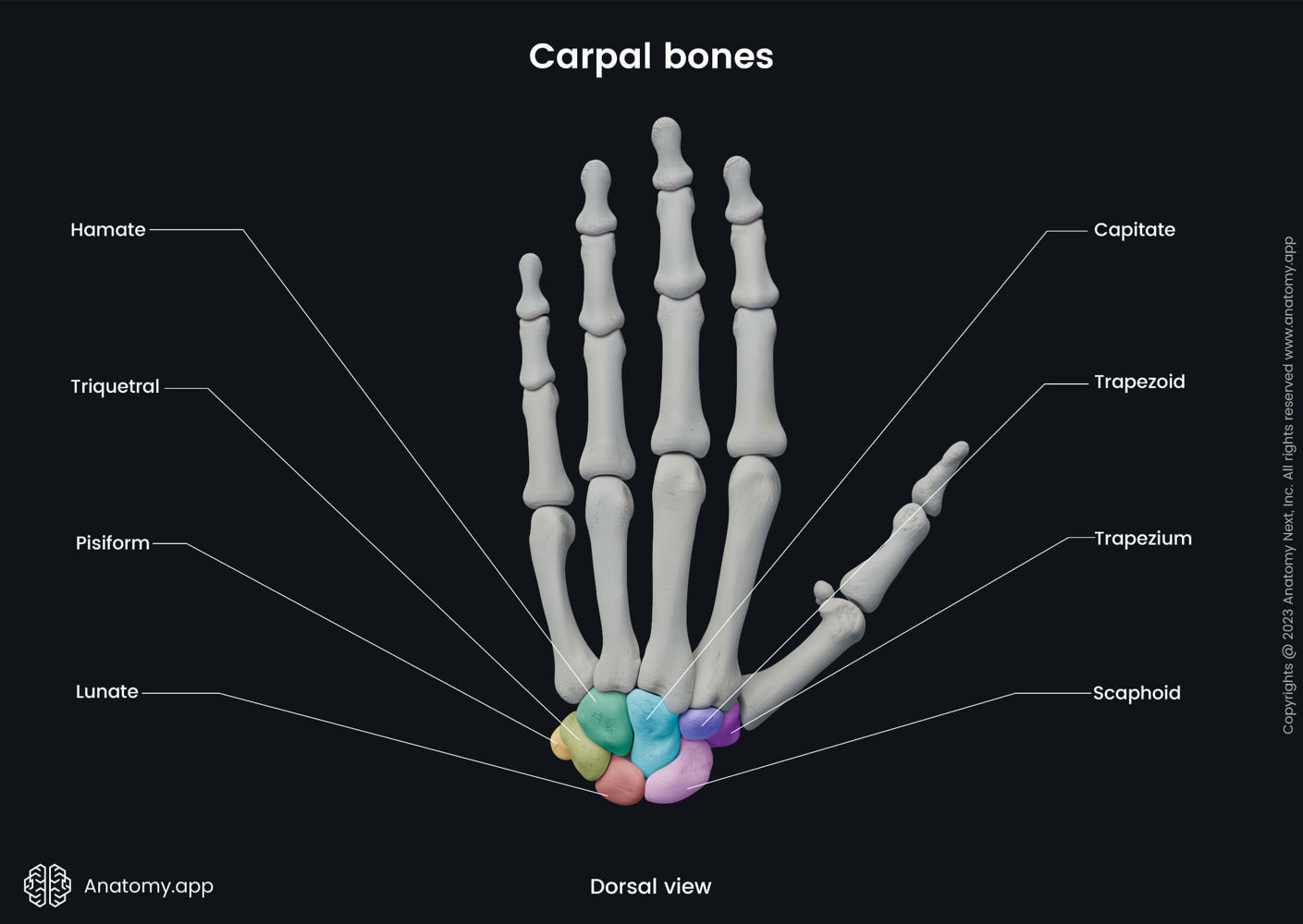 Carpal bones | Anatomy.app