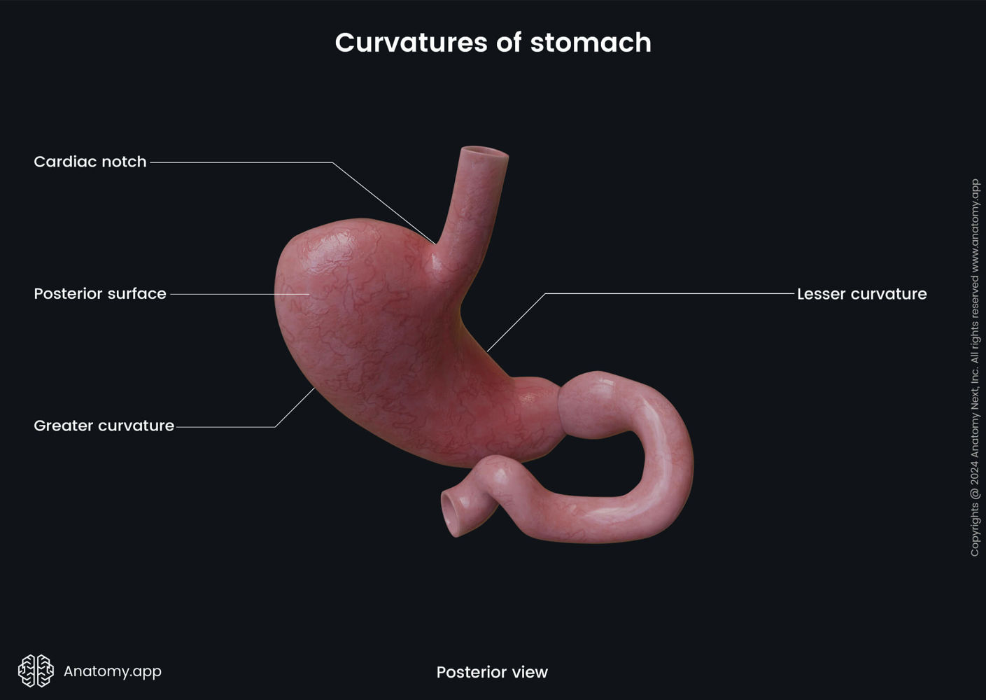 Stomach | Anatomy.app
