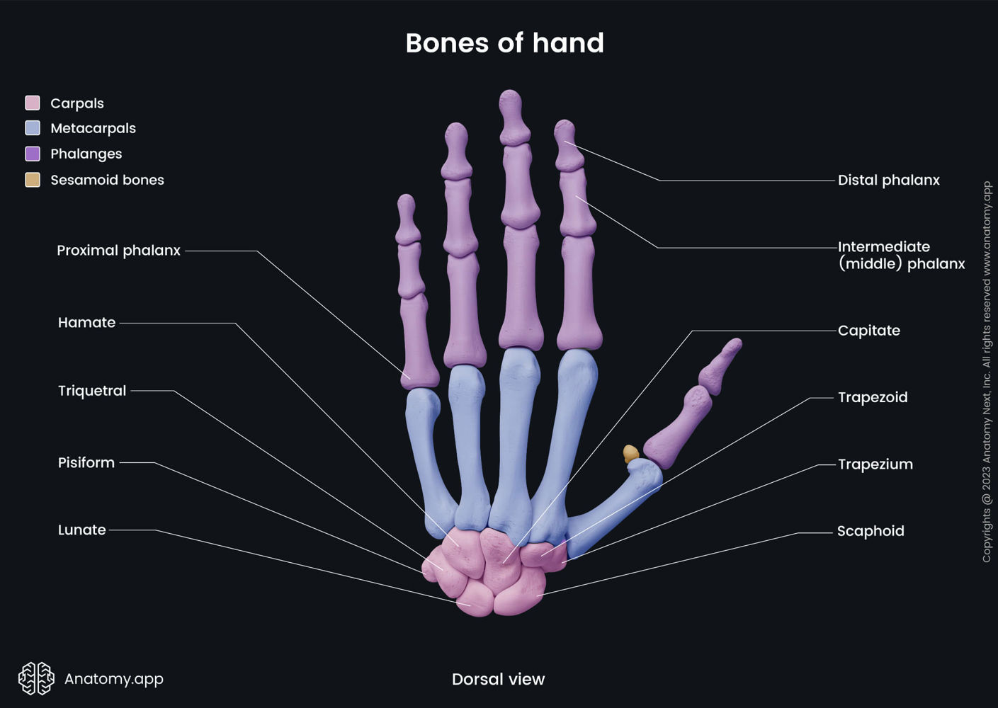 Hands Anatomy Bones Bones Of The Hand Art Print By Science Photo