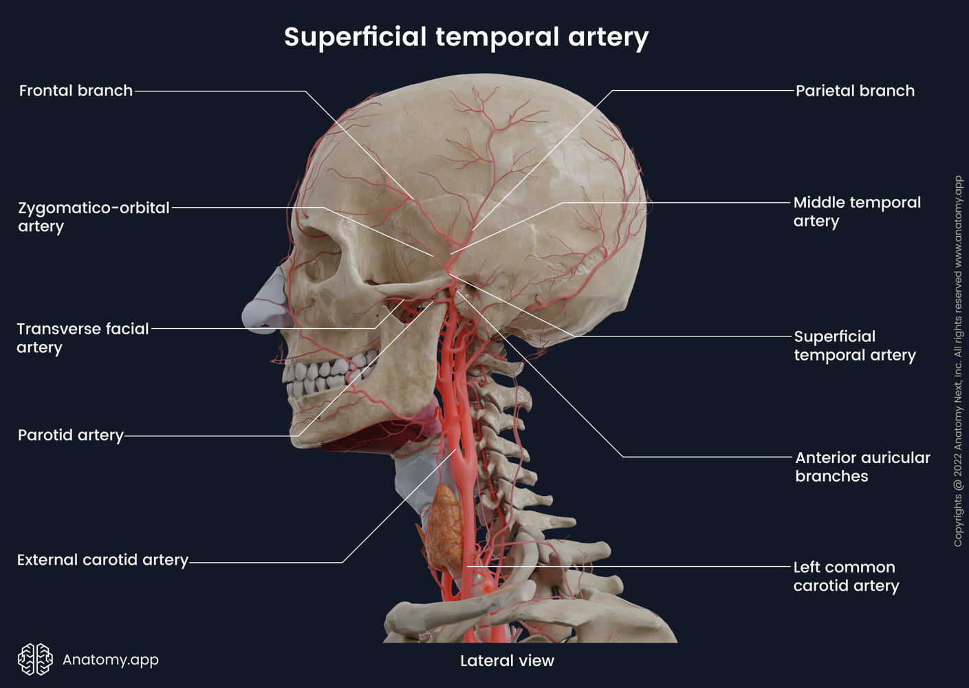 Superficial temporal artery | Anatomy.app