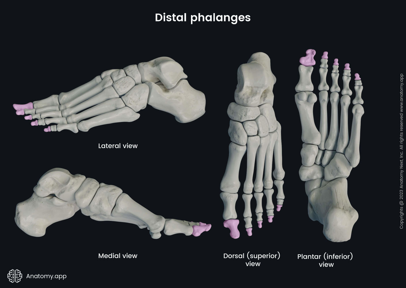 Phalanges of foot | Anatomy.app